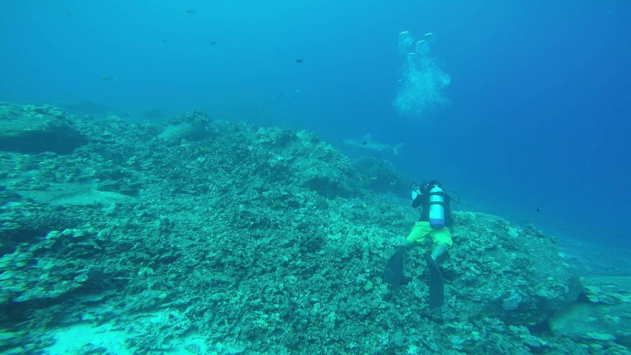 Tiger Shark Dive Big Island 2016 - YouTube