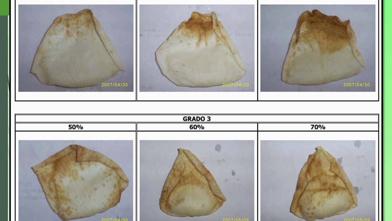 Botrytis cinerea Moho gris Rosa, fresa, Uva. - YouTube