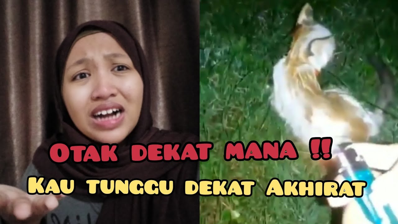 Viral!! Apa Salah Kucing Di Bakar Hidup-Hidup? | Manusia Jahat Dari ...