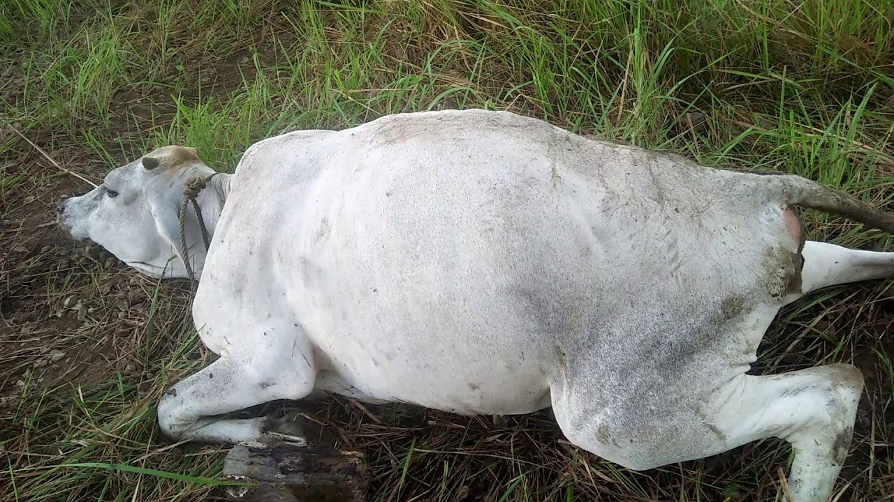 Inahing baka kinagat ng ahas patay - YouTube