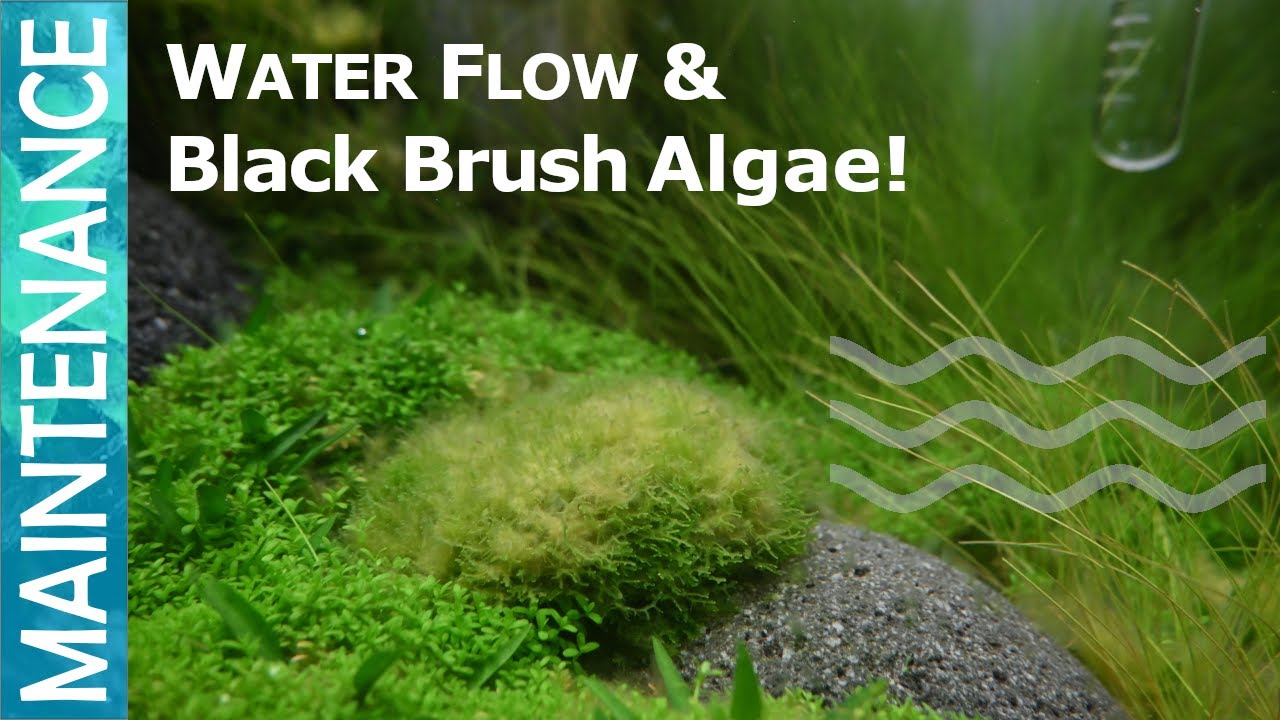 How water flow affects aquarium algae? Black Brush Algae - YouTube