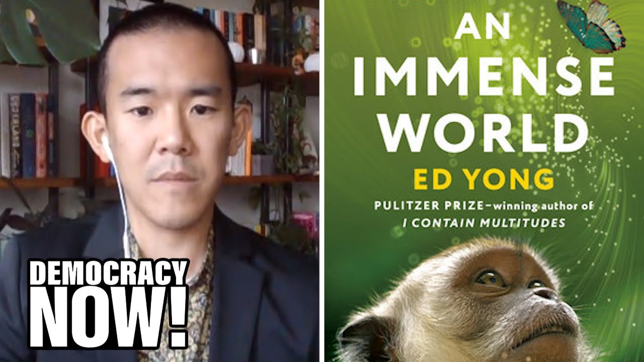 "An Immense World": Ed Yong on How Animal Senses Reveal the Hidden ...