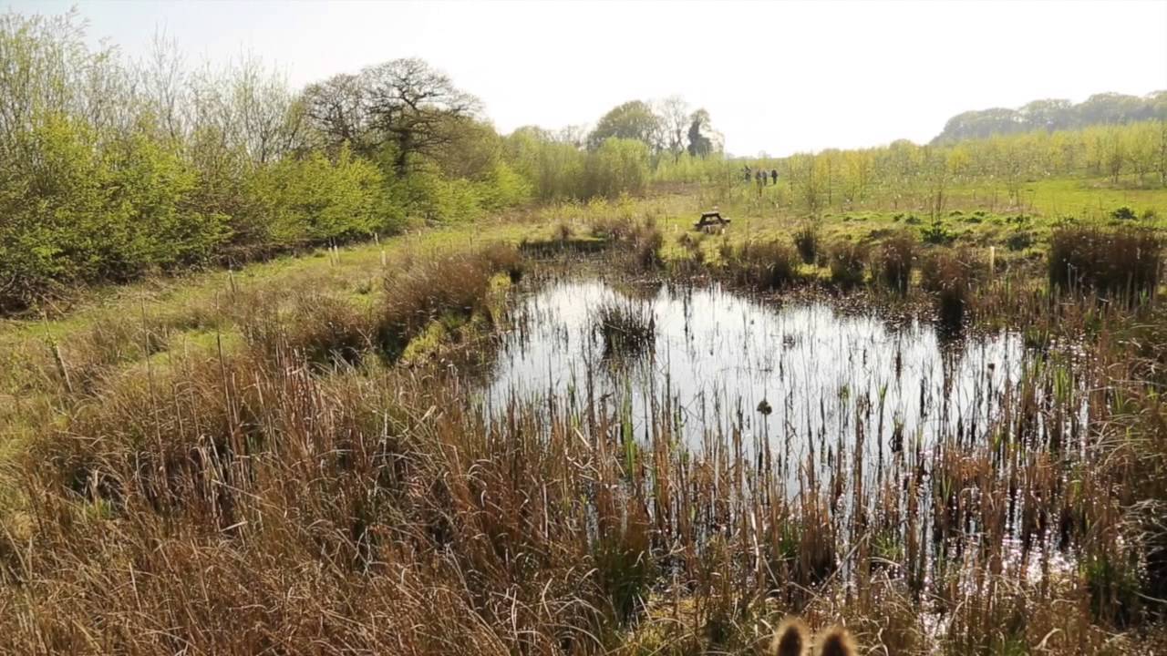 Alvecote Wood Tour 2015 - YouTube