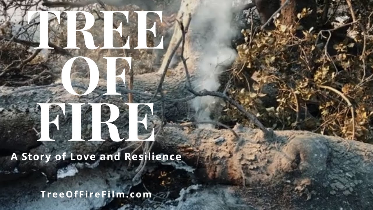 Tree of Fire - Official Trailer (2025) - YouTube