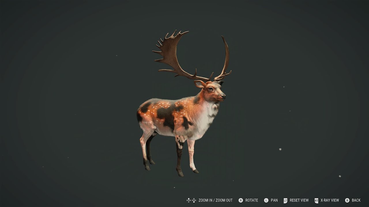 Great One Fallow Painted Blade Rack with the 12G Cacciatore The Hunter ...