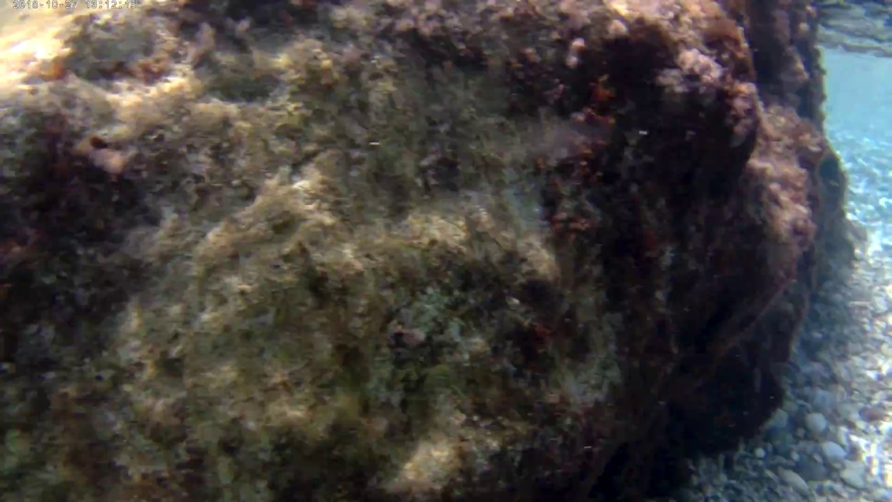Curious fishes and big shoal of fish (Rhodes, Greece) - YouTube