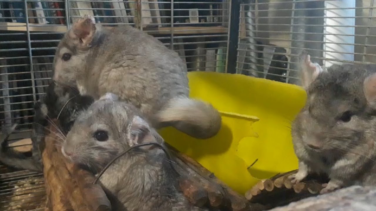 Meet the Chinchilla Family - YouTube