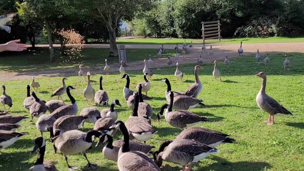 Pigeon and Geese feasting (4k) HDR 🇬🇧 💷 🇬🇧 Uk - YouTube