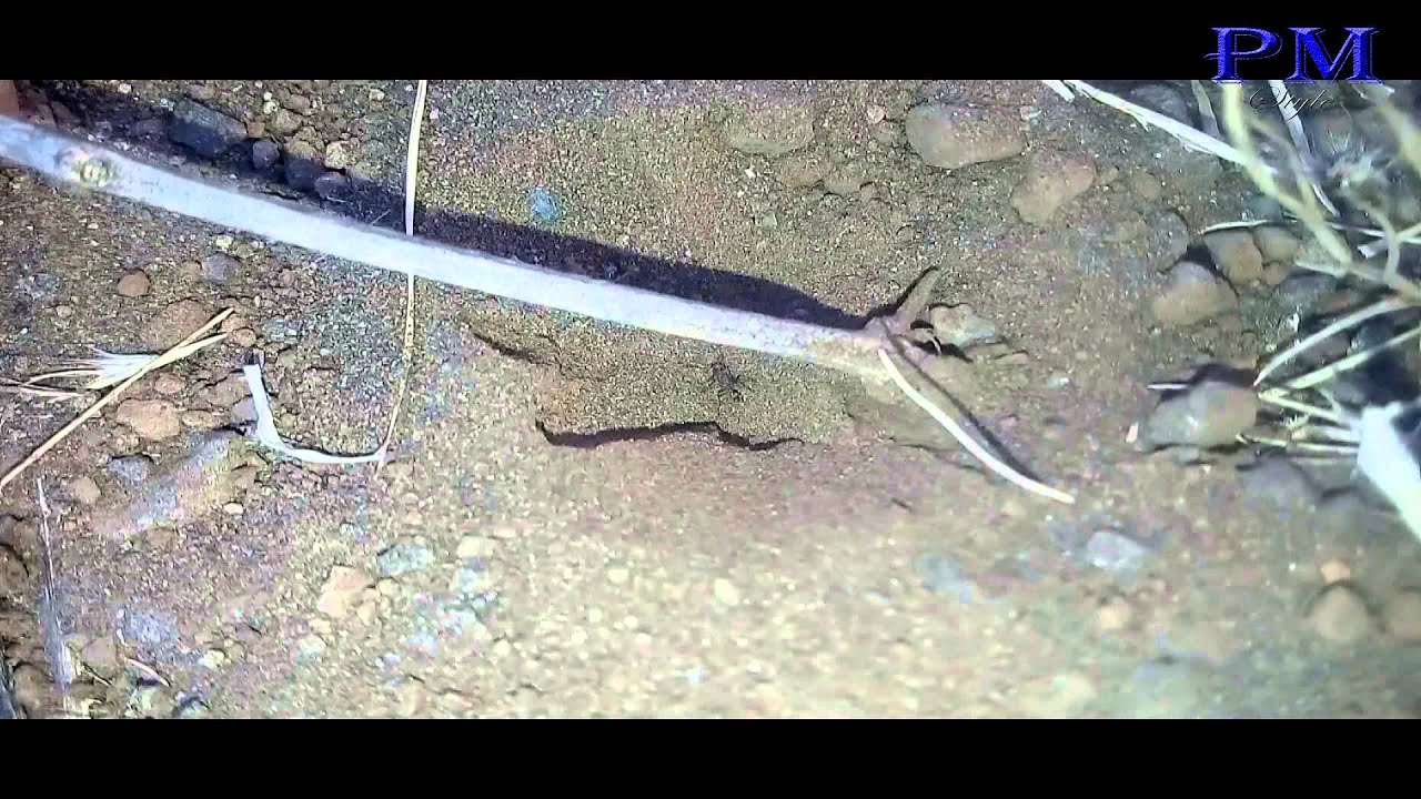 Ant lion hunts ants - YouTube