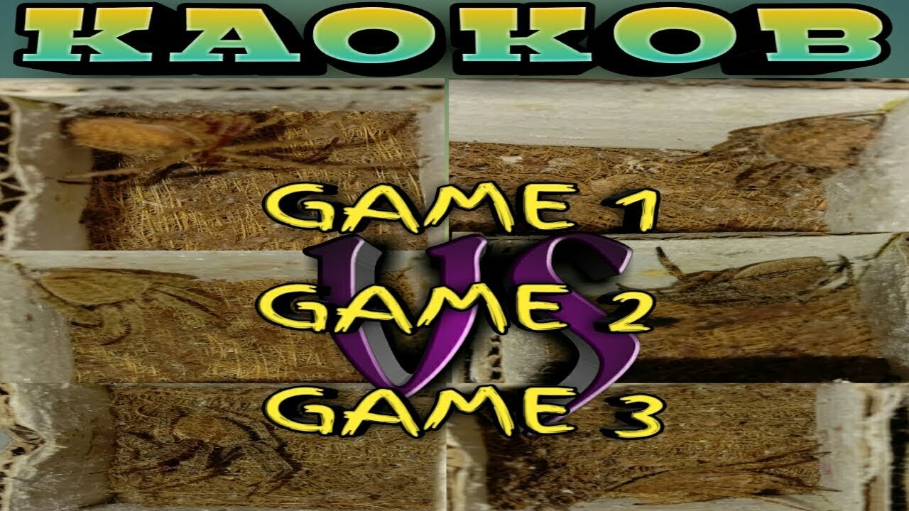 Gagamba fight - YouTube