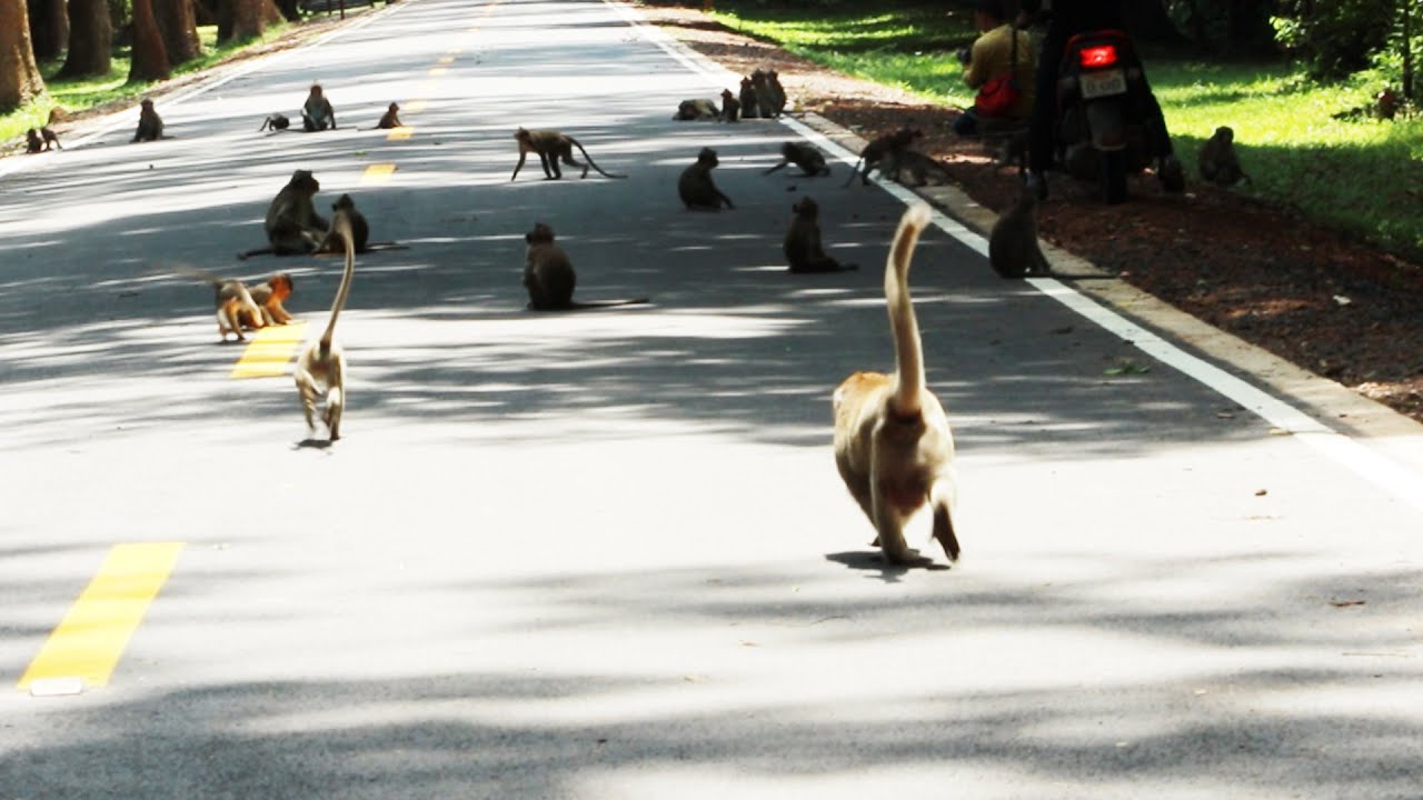 Monkey Aesop - Angel on The New Road With Moha nokor Group/Maz..212 ...