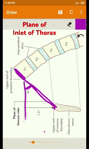 Plane of Inlet of Thorax THORAX ANATOMY - YouTube