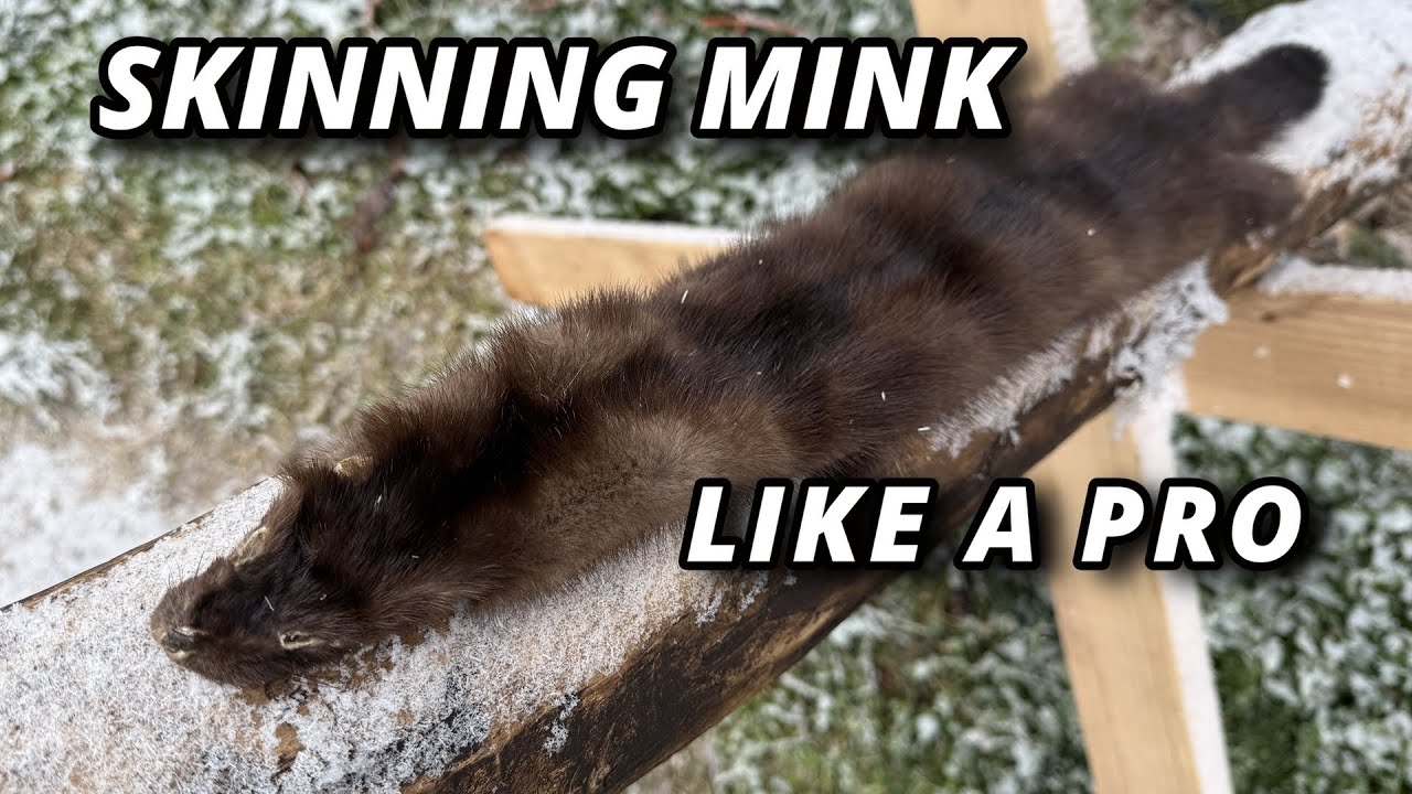 Save animal furs for tanning with this skinning method - YouTube