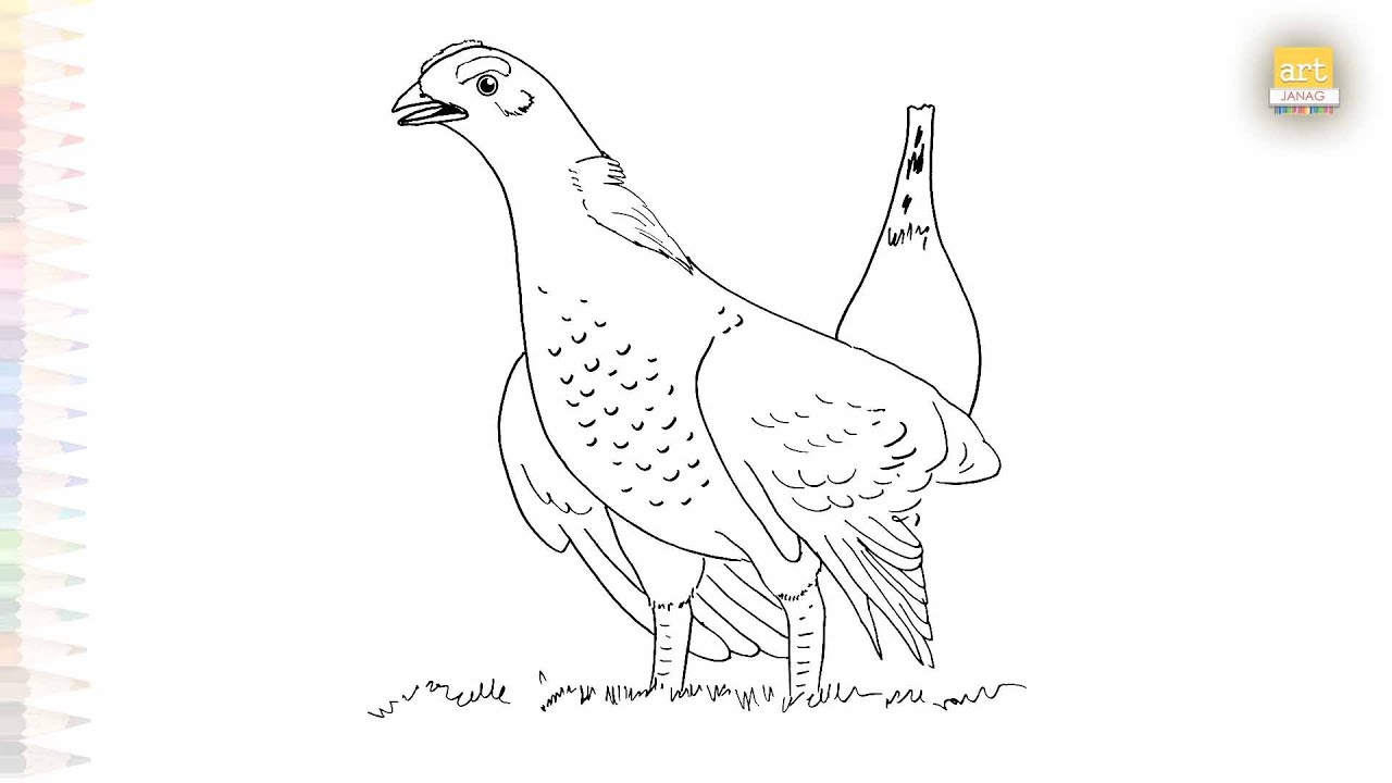 Sharp tailed grouse drawing easy | Birds drawing tutorial | How to draw ...