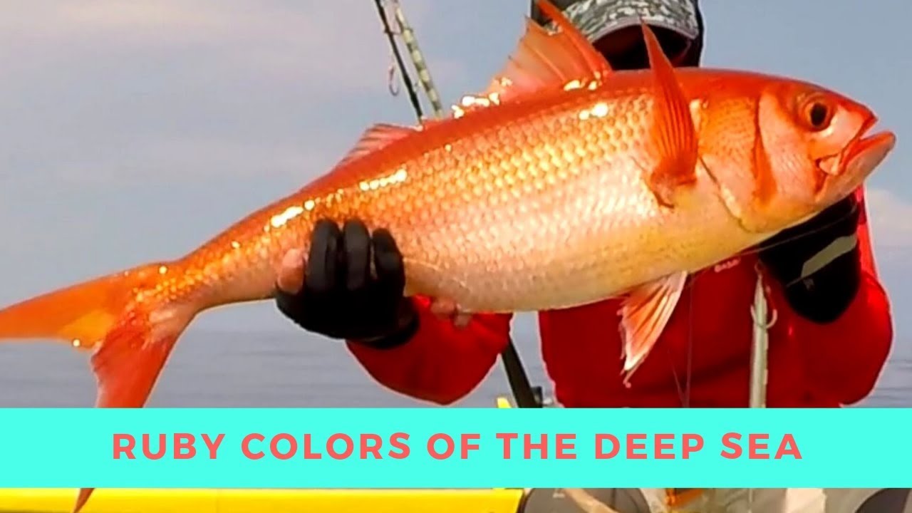 RUBY Snapper COLORS the Deep blue Sea - YouTube