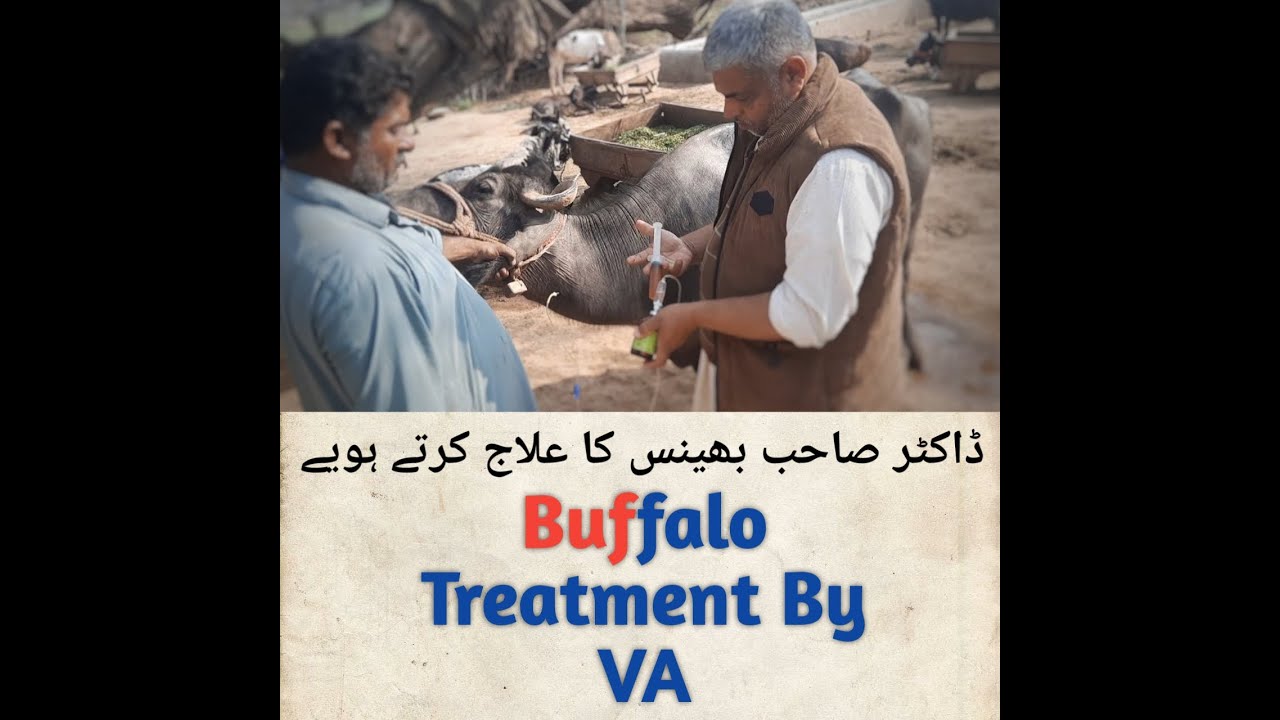 treatment of buffalo| Injecting|5 injections ek time me| SM veterinary ...