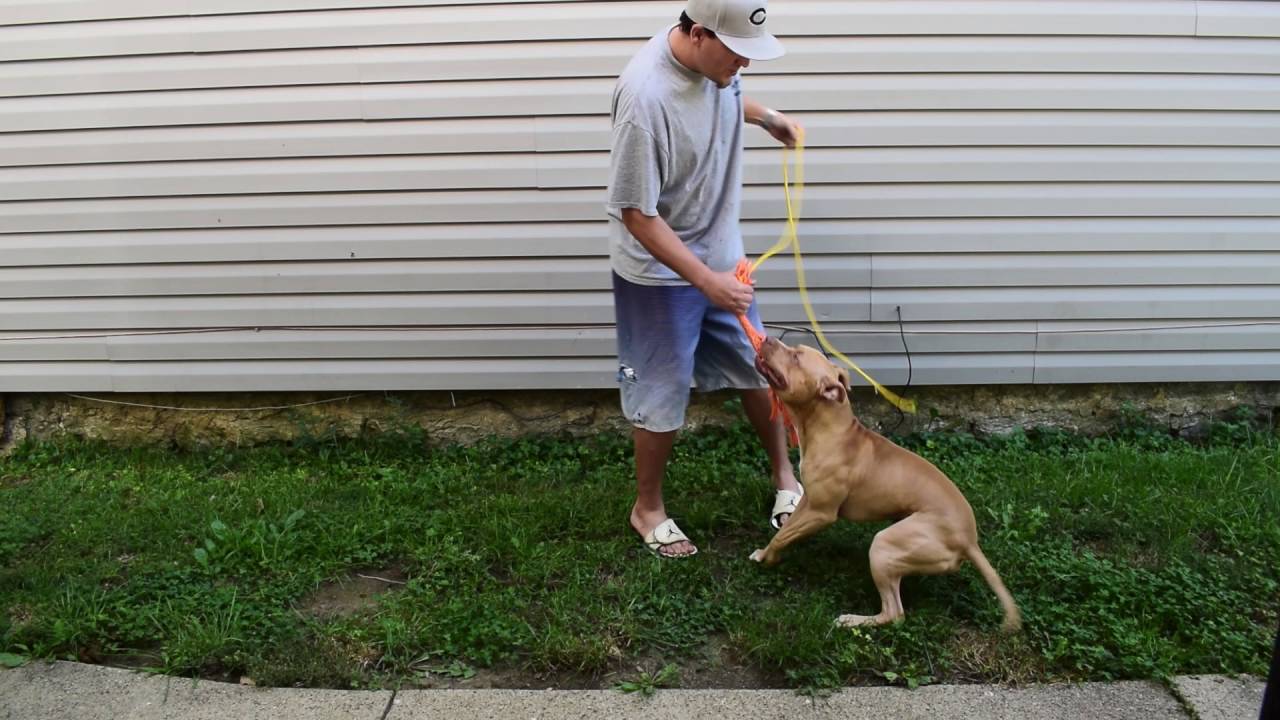 APBT BROLY 8 MONTHS TUG TURTLEBUSTER SPIKE CHINAMAN - YouTube