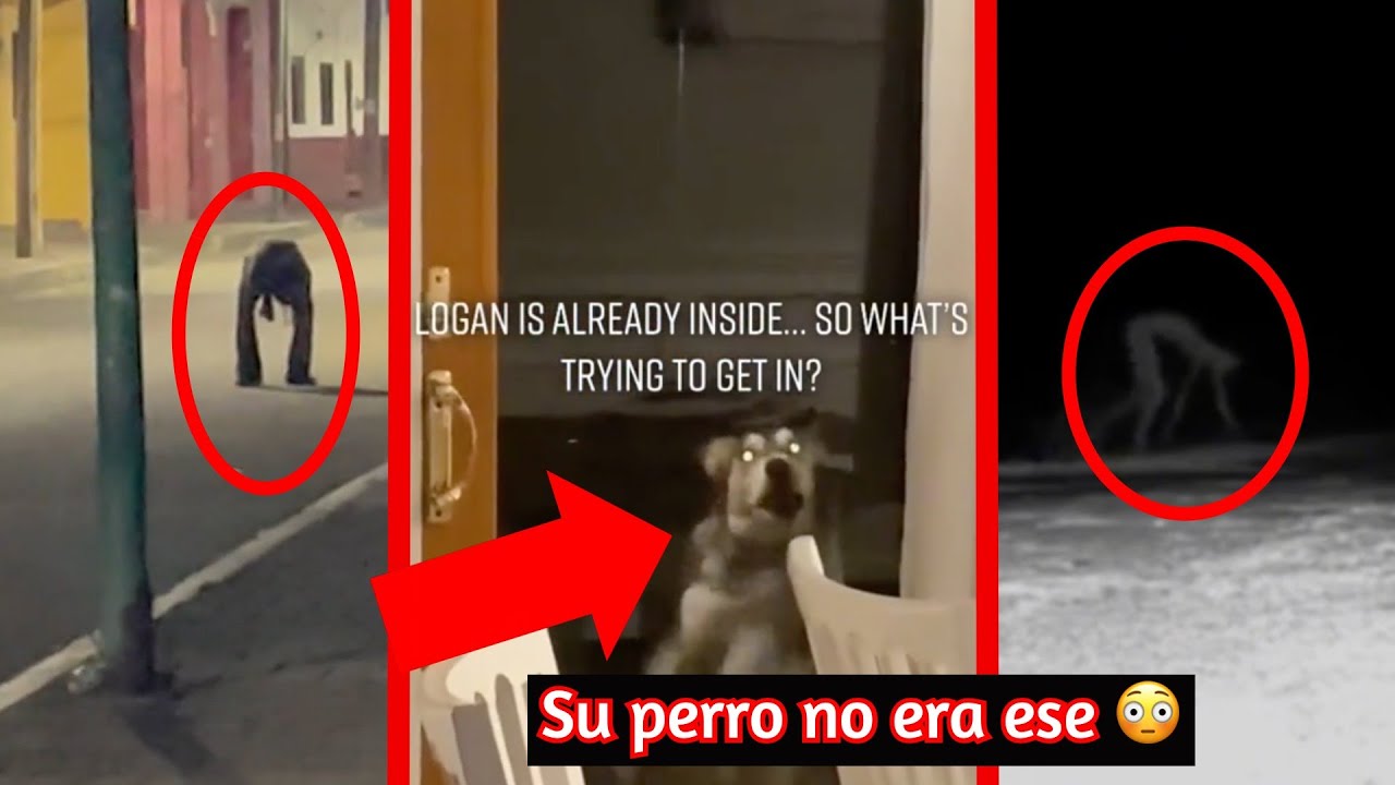 Y COMO SABER SI TU MASCOTA EN REALIDAD NO ES UN #SKINWALKER? 😳 grabar ...