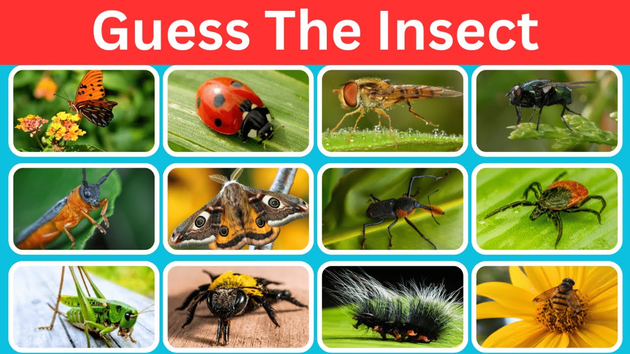 Guess the insect challenge | Guess the insect quiz | Guess the insects ...