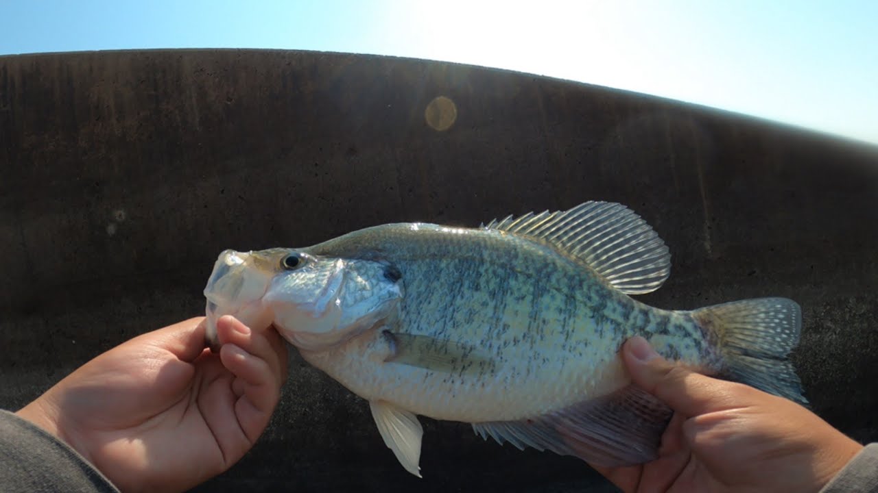 Catching GIANT Slab Crappies in Inches of Water - YouTube