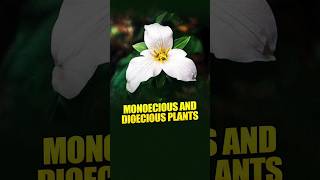 II Monoecious and Dioecious Plants II