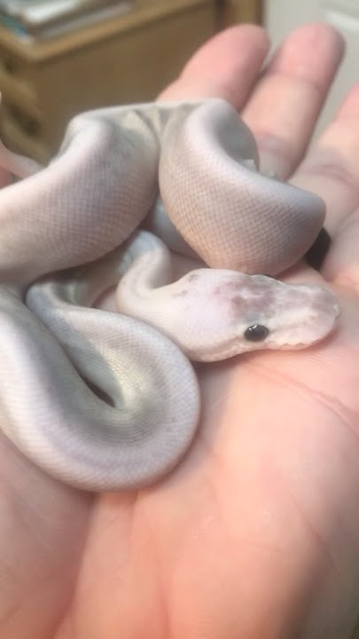 Anyone else love patternless ball pythons? #ballpython #ballpythonbabies #python - YouTube