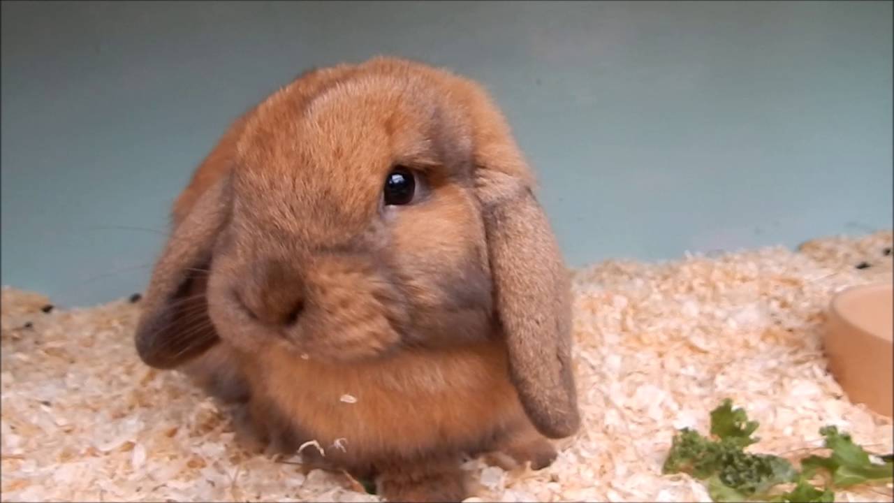 Muffin the rabbit munching his kale - YouTube