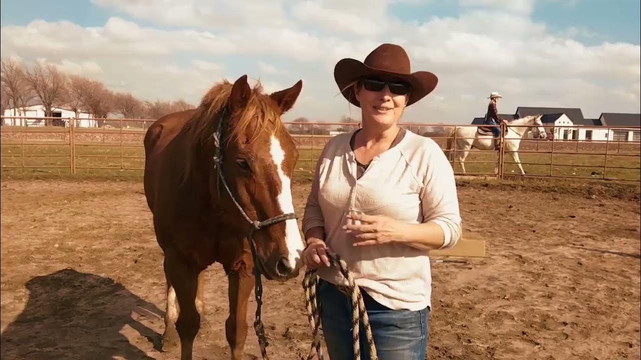 Starting to build the Topline Exercises with an older horse, backing up ...