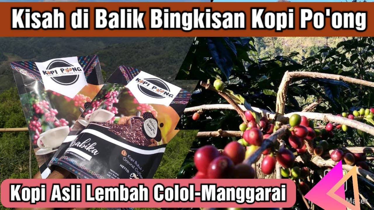 Kisah di Balik Bingkisan KOPI PO'ONG, Kopi Asli Colol-Manggarai dengan ...