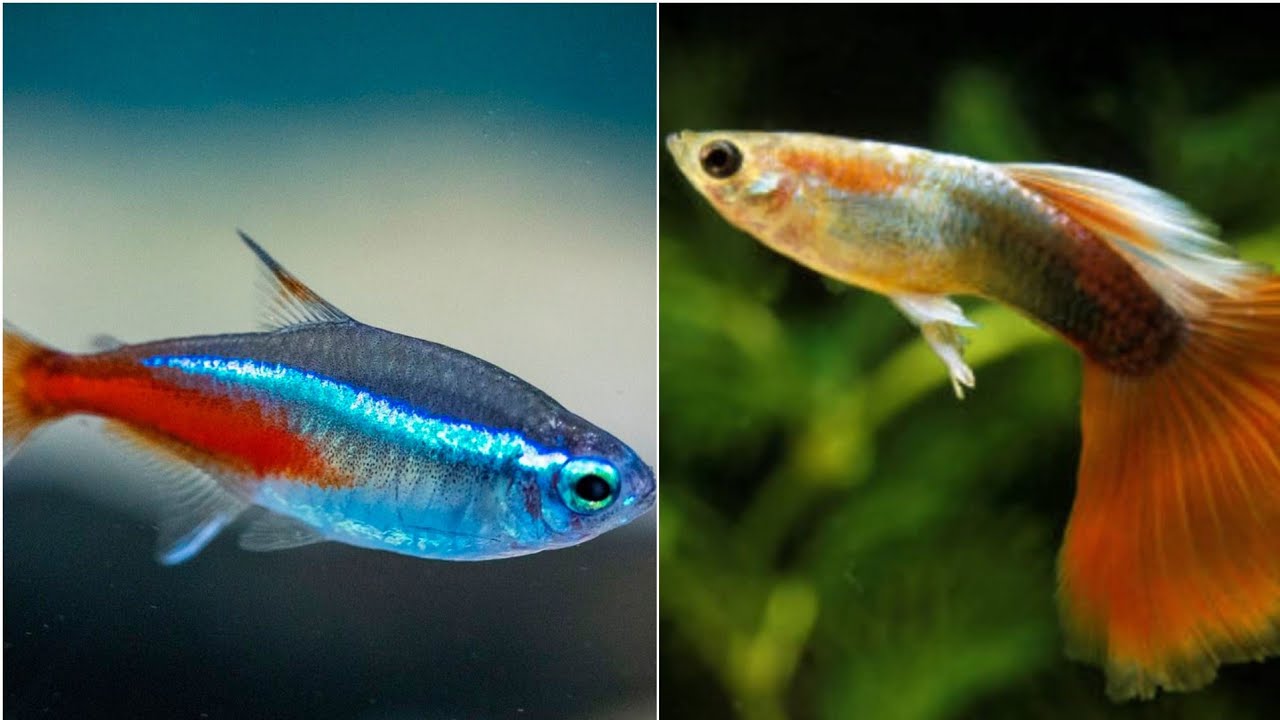 Neon Guppy Fish