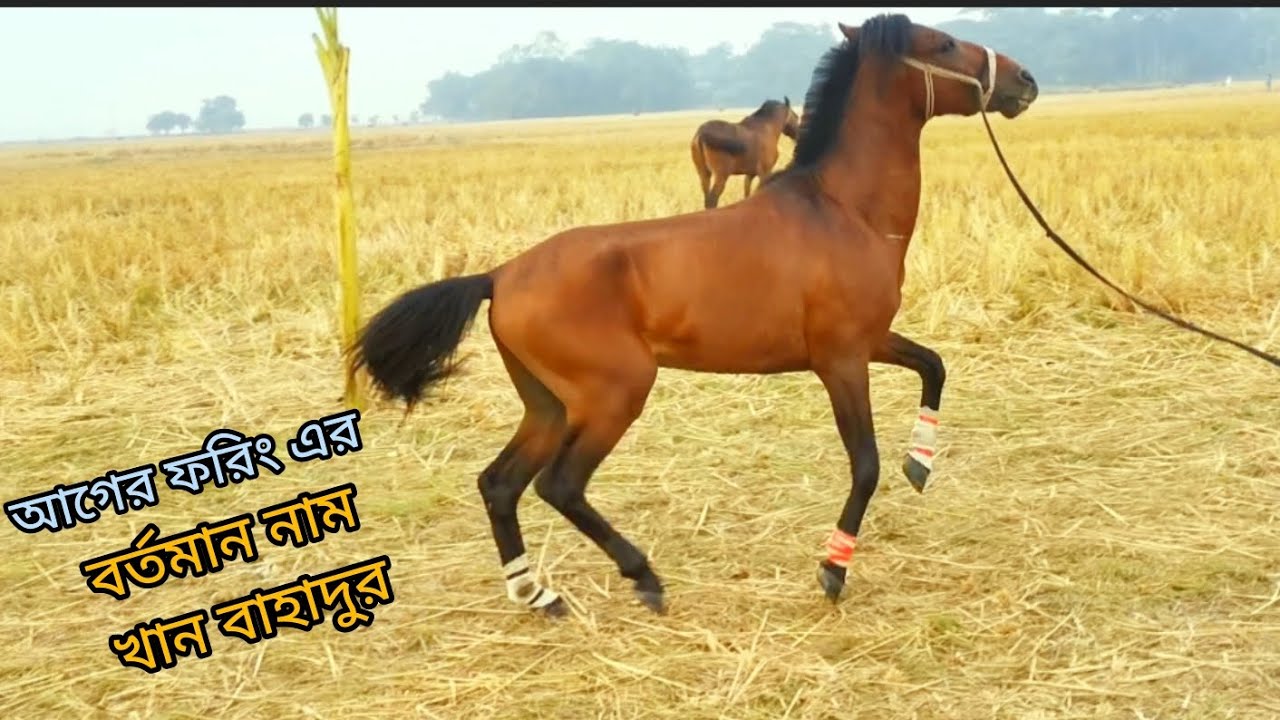 ফরিং ঘোড়ার বর্তমান নাম খান বাহাদুর - YouTube