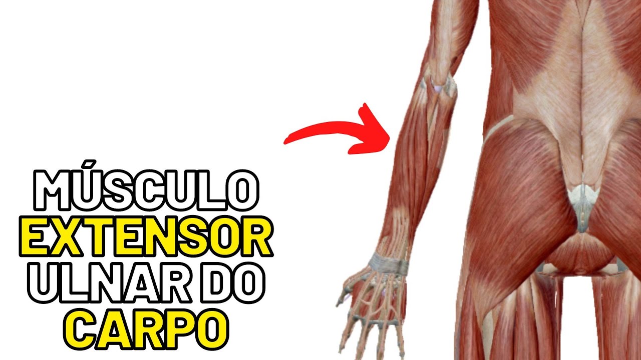 Antebraço: Anatomia dos músculos - EXTENSOR ULNAR DO CARPO. Músculos do ...