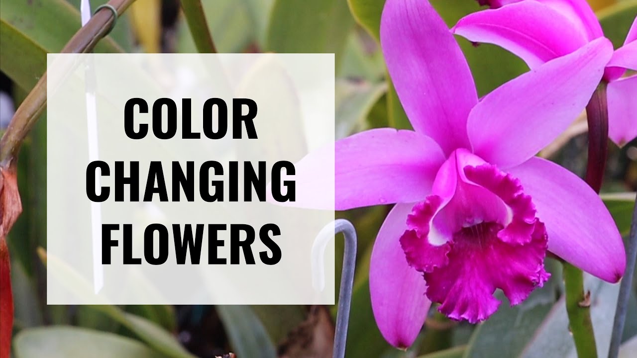 Cattleya intermedia, an Orchid with Color Changing Flowers - YouTube
