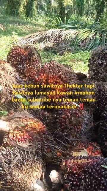 PANEN SAWIT CUMA 1HEKTAR HASILNYA MANTAB BOSKU ‼️ - YouTube
