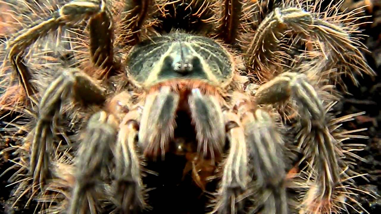 Theraphosa stirmi (sp. "Burgundy Goliath") - YouTube