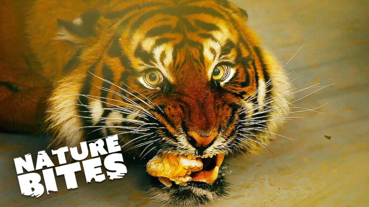 Roaring Wonders Captivating Tiger Stories from the Zoo | Nature Bites ...