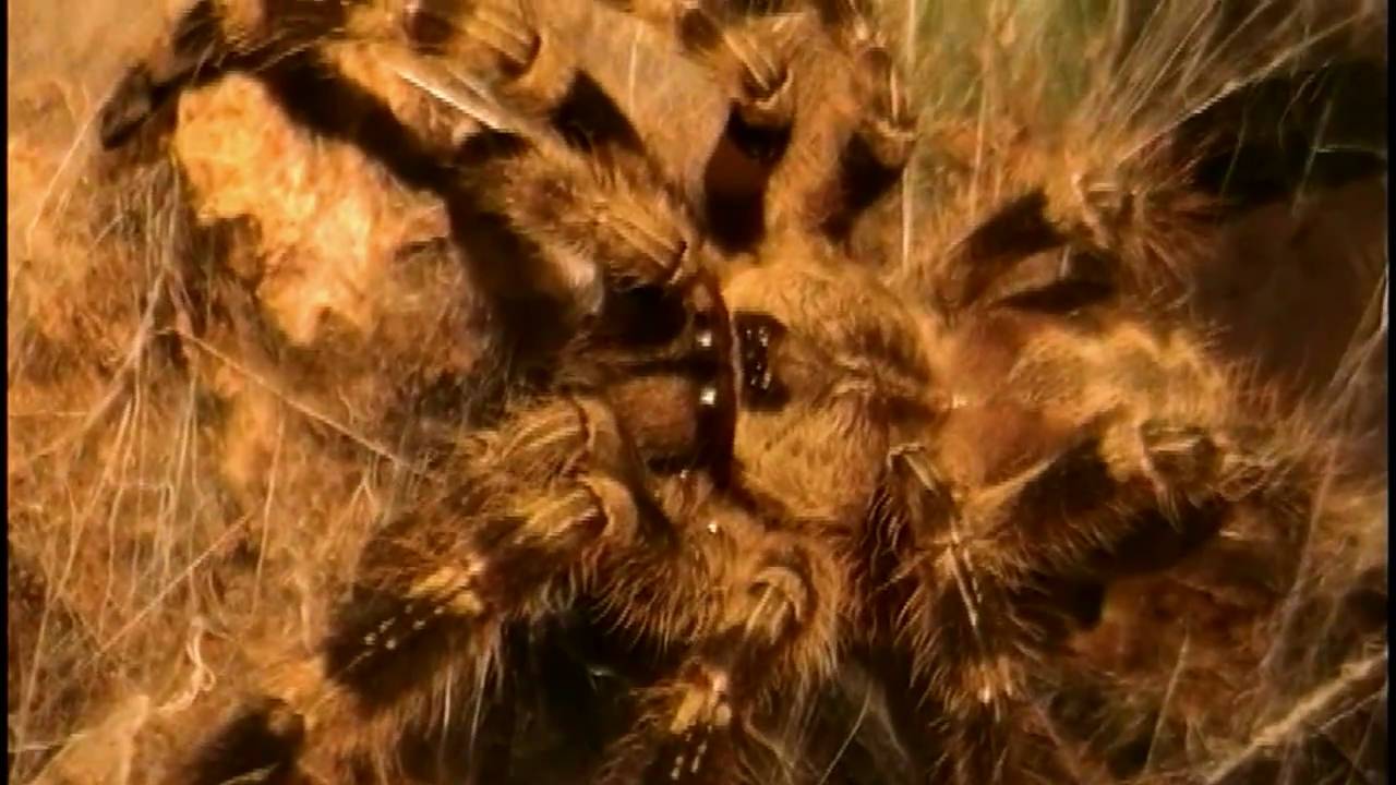 Ultimate Tarantula Feeding Video, Part One - YouTube