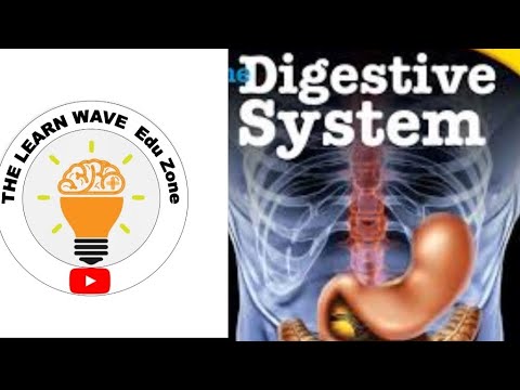 HUMAN DIGESTIVE SYSTEM 3D ANIMATION VIDEO 📸 - YouTube