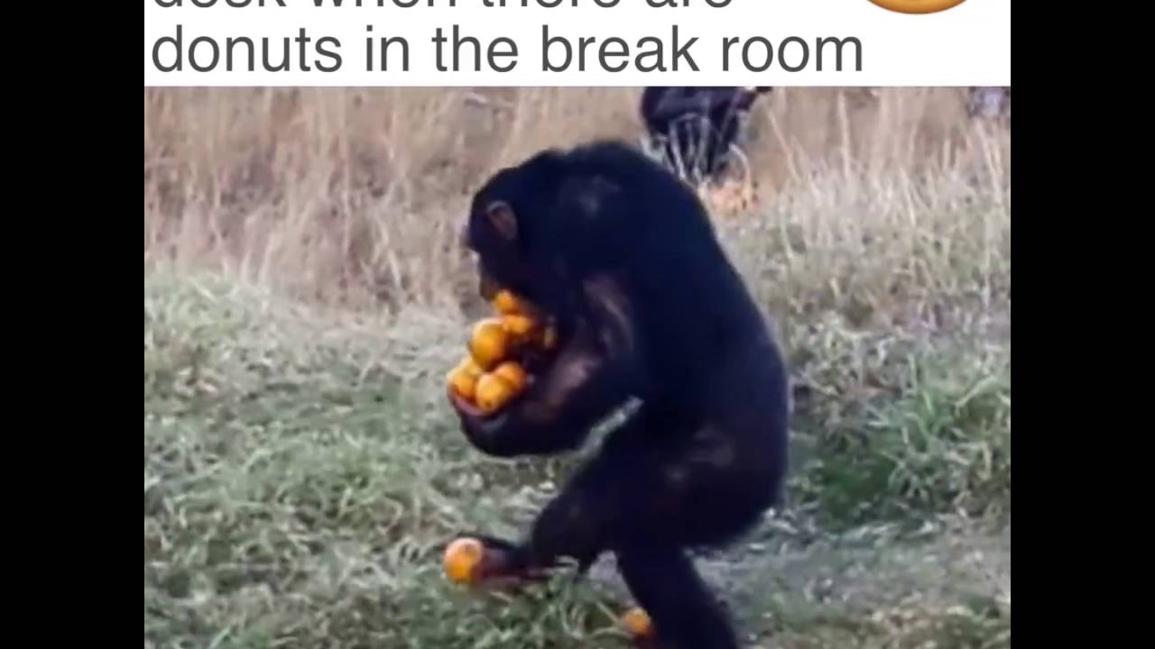 Walking back to my desk when there are donuts in the break room - YouTube