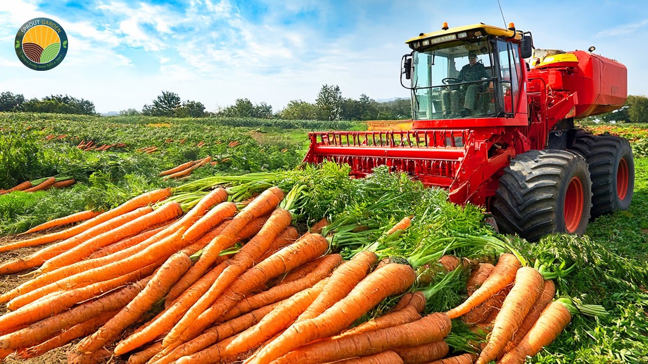 How Farmers Harvest Carrots by Machine & Carrot Juice Making Process ...