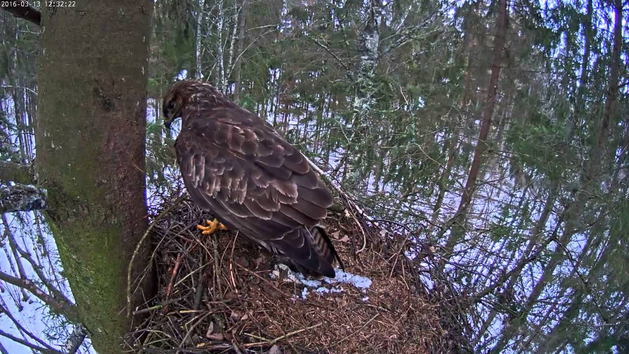 Estonian Buzzard Cam ~ Male sat on a tree, female evaluates the nest ...