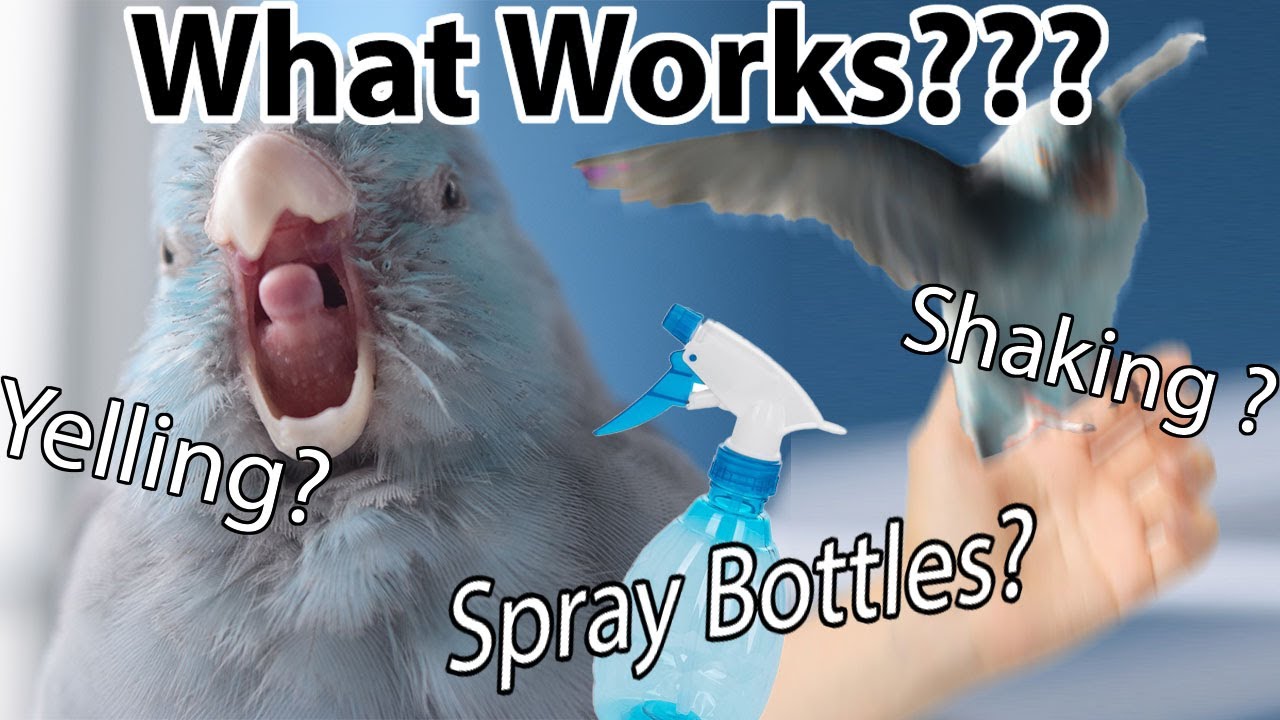 Punishments and Parrots | Topics - YouTube