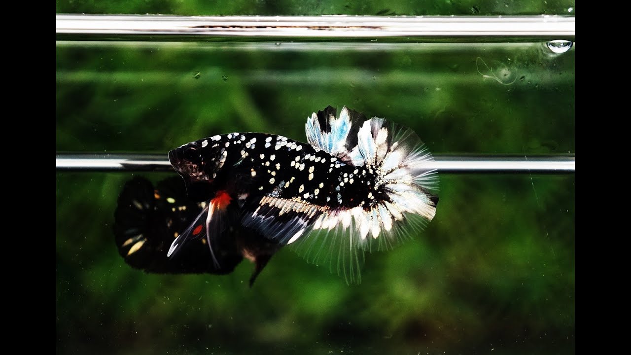 Betta Fish The Dark Nebula HMPK (Rare) - YouTube