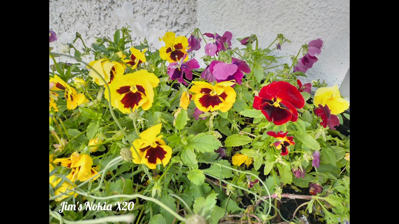 Nokia X20 video and images samples #NokiaX20