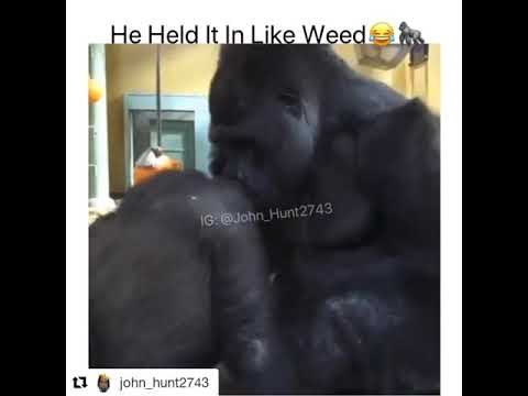 Gorilla Fart - YouTube