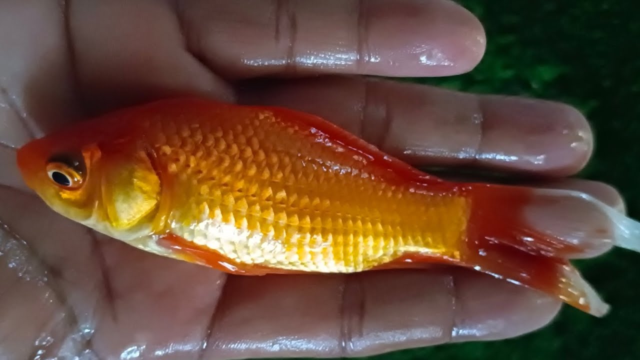 Amazing beautiful satisfying love fishing in aquarium at humairas world ...