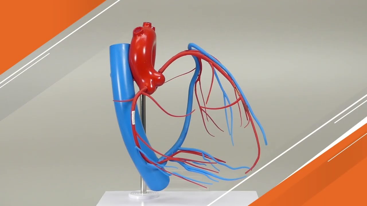 Coronary Veins Heart Model Heart | Structure, Function, Diagram,