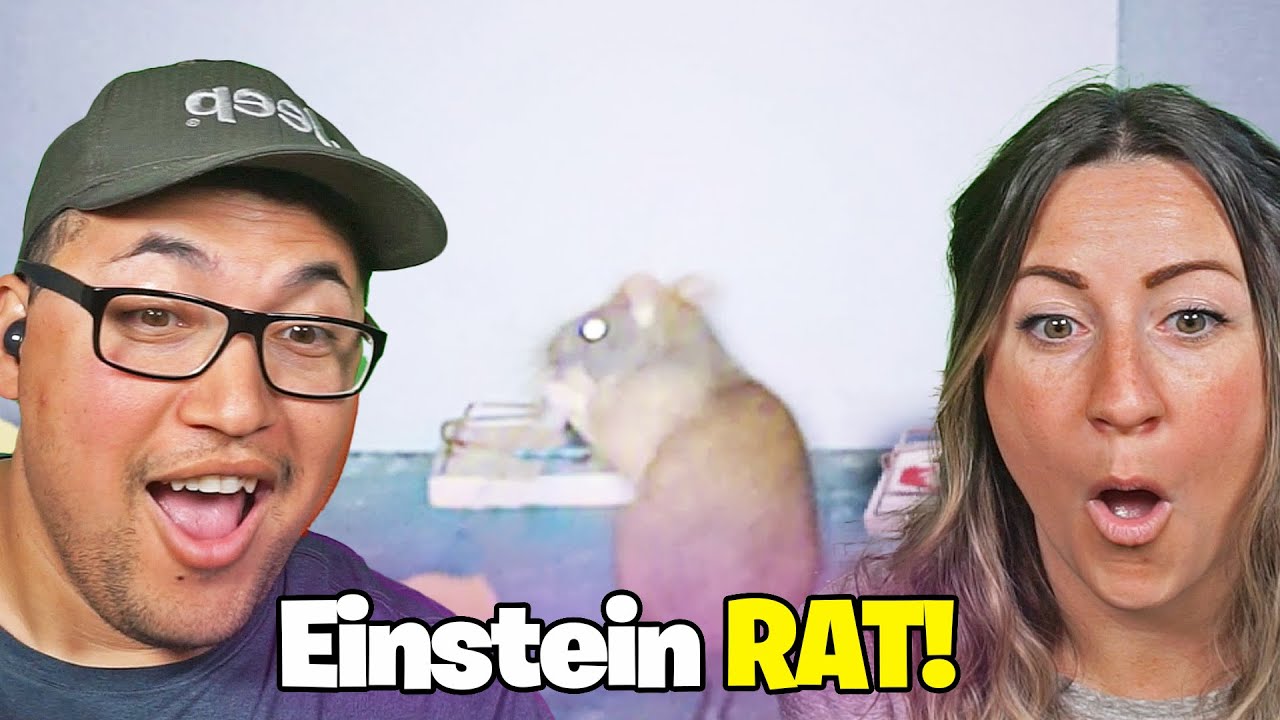Rat Pulls Off a Big Brain Move- Daily Dose of Internet Reaction! - YouTube