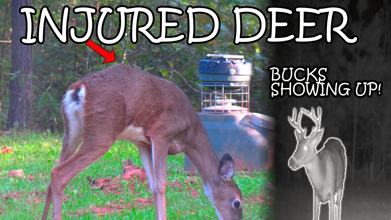 INJURED deer | BUCKS in the area - YouTube