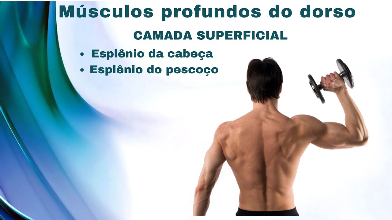 Músculos esplenio da cabeça e esplenio do pescoço - YouTube